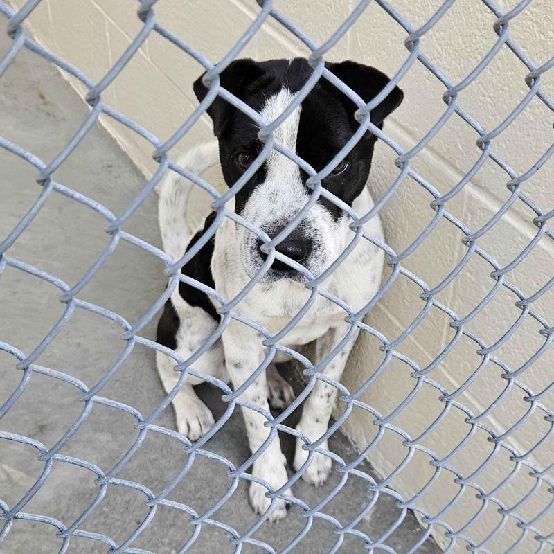Henderson County Animal Services Stray or Lost Animal Search Results